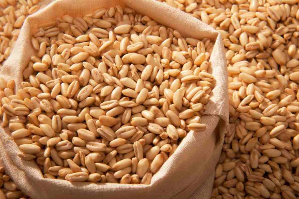 Orzo: scopri le sue proprietà, le controindicazioni e la sua origine ...